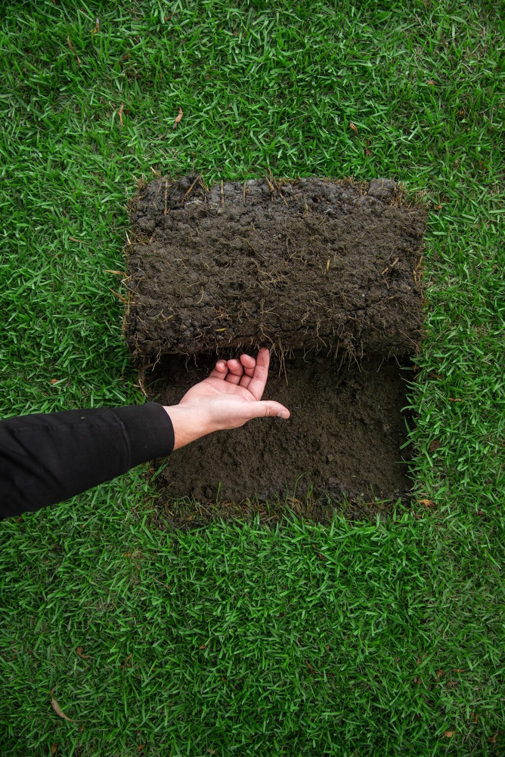 COMING SOON! Zoysia Australis Turf – Local & Premium Quality | RivTurf